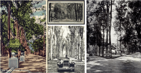 Parque Los Caobos | Fundación Arquitectura y Ciudad